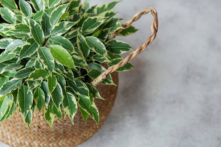 Çiçekler Neden Yaprak Döker? - Güncel Oku