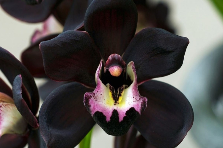 Bitki Köklendirme Hakkında Merak Edilen Bilgiler - Güncel Oku