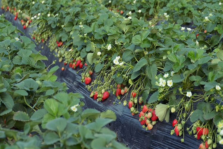 Çilek Nasıl Tüketilir? - Güncel Oku