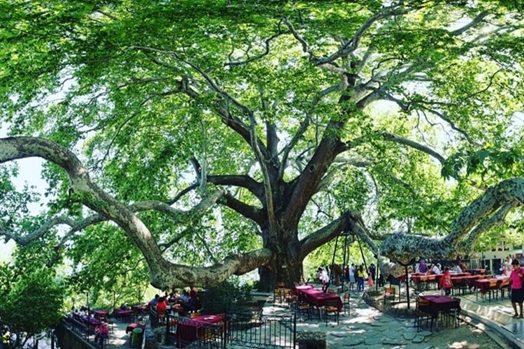 Çınar Ağacı Sobada Yanar Mı? - Güncel Oku