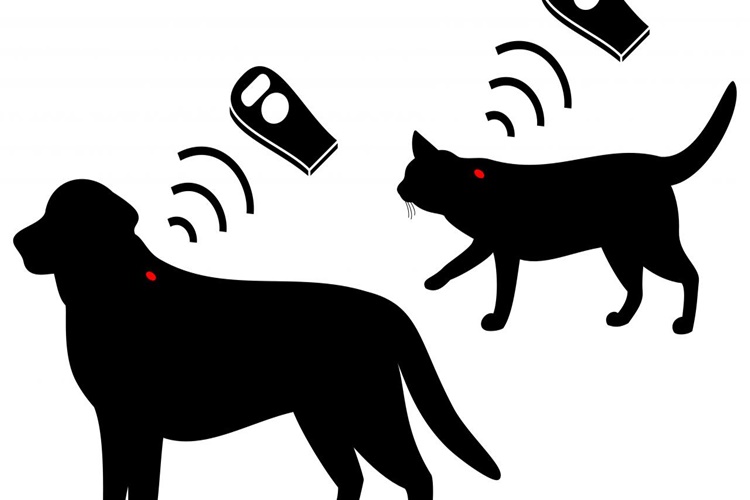 Çipli Kedi Nasıl Bulunur? - Güncel Oku