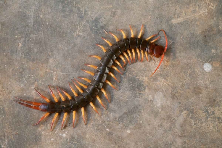 Ciyan Zehirli Mi? - Güncel Oku