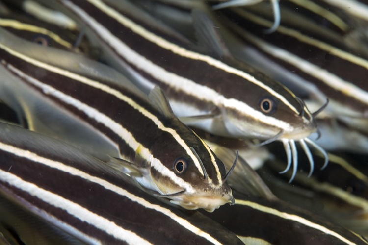 Çizgili Kedi Balığı Türkiye'de Nerede Yaşar? - Güncel Oku
