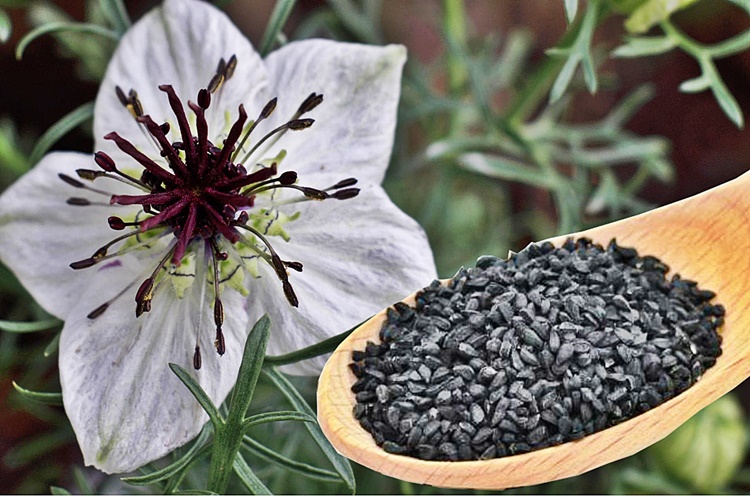 Çörek Otu Türkiye'de Yetişir Mi? - Güncel Oku