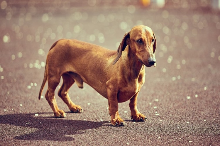 Turkish Pointer (çatal burun) Köpek Irkı Hakkında Bilinmesi Gerekenler ...
