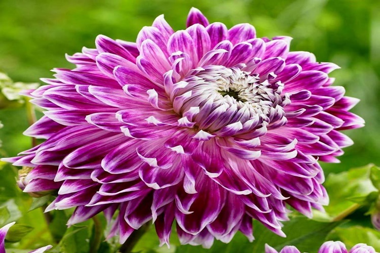 Dalya Çiçeği Nerede Yetişir? - Güncel Oku