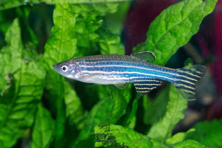 Danio Zebra Hangi Balıklarla Yaşar? - Güncel Oku