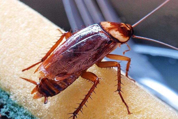 Detan Hamam Böceği Yemi Nasıl Kullanılır? - Güncel Oku