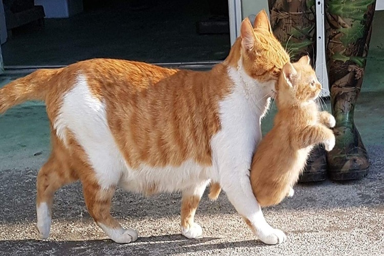 Dişi Kedi Yavrusunu Yer Mi? - Güncel Oku