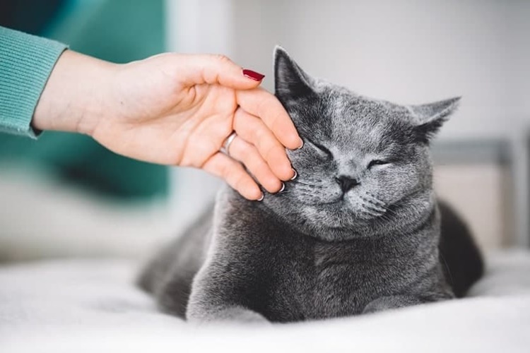 Dişi Kedilerde Kızgınlık Dönemi Kanama - Güncel Oku