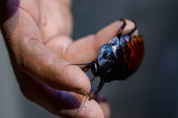 Doğu Hamam Böceği Nedir? - Güncel Oku