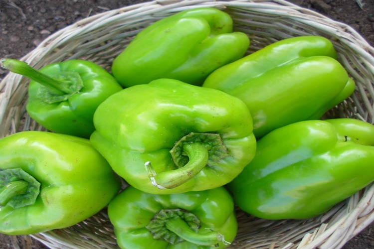 Dolmalık Kapya Biber Nasıl Kurutulur? - Güncel Oku