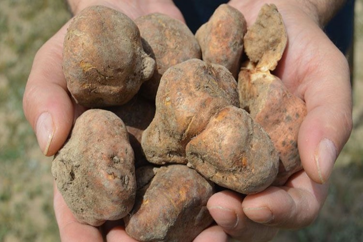 Domalan Mantarı Hangi Ayda Çıkar?? - Güncel Oku