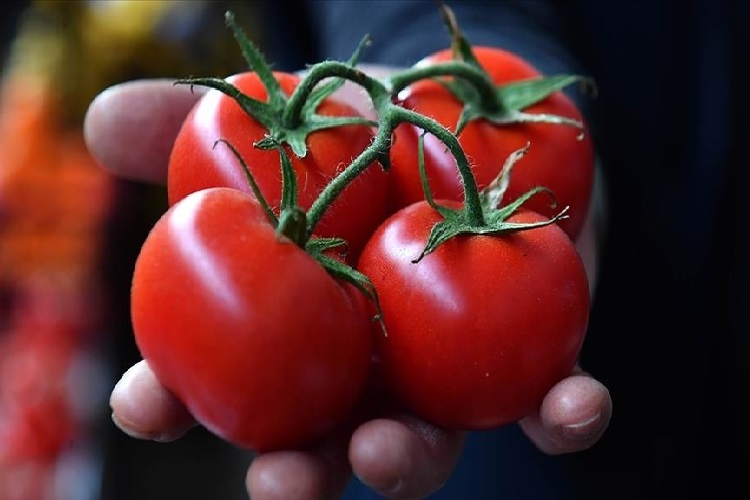 Domates Ülsere İyi Gelir Mi? - Güncel Oku