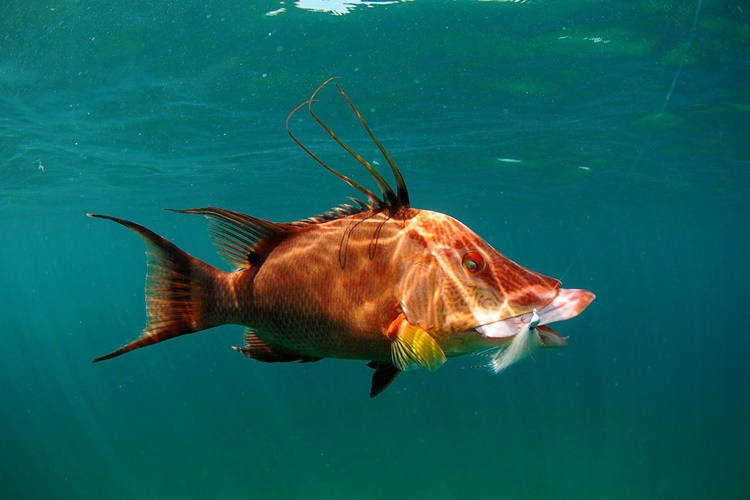 Domuz Balığı Türkiye'de Nerede Yaşar? - Güncel Oku
