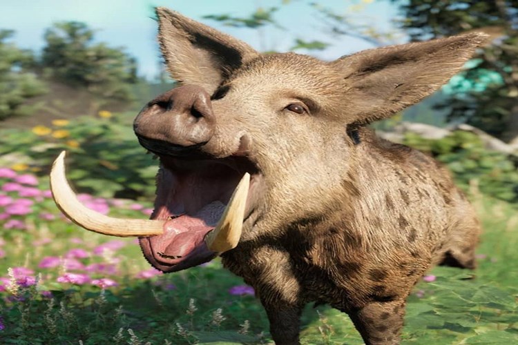 Domuz Dişi Nazara İyi Gelir Mi? - Güncel Oku