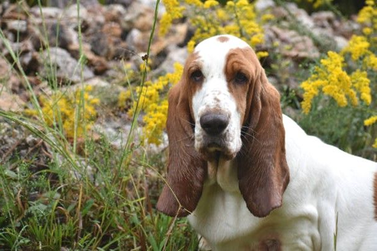 Domuz Köpeği Nasıl Eğitilir? - Güncel Oku