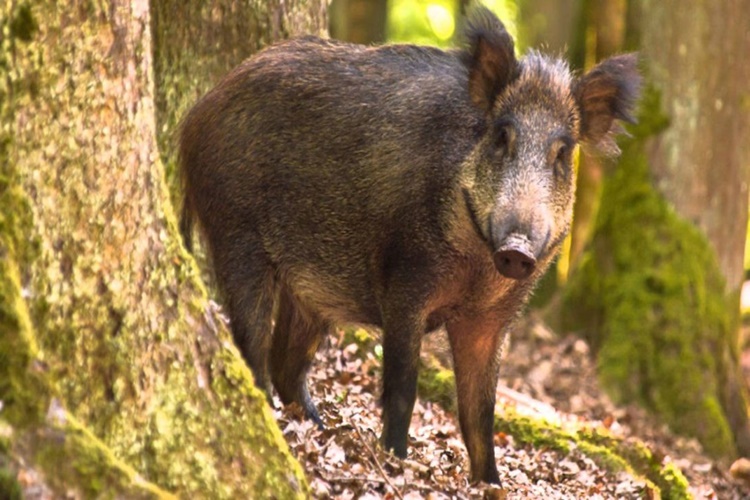 Domuz Ne İle Beslenir? - Güncel Oku