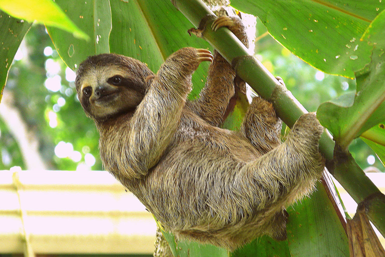 Dünyanın En Tembel Hayvanı Adı Nedir? - Güncel Oku