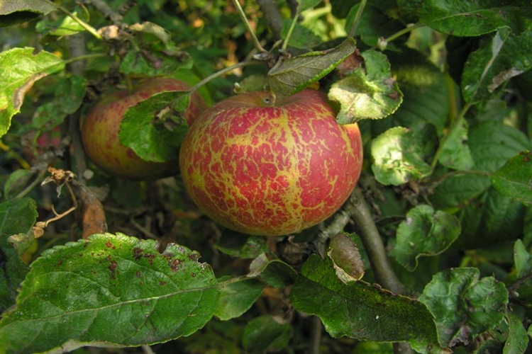 Elma Ağacı Neden Kurur? - Güncel Oku