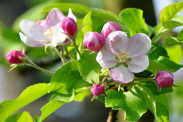 Elma Çiçeği Hakkında Merak Edilen Bilgiler - Güncel Oku
