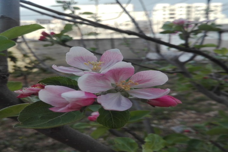 Elma Çiçeği Ne İşe Yarar? - Güncel Oku
