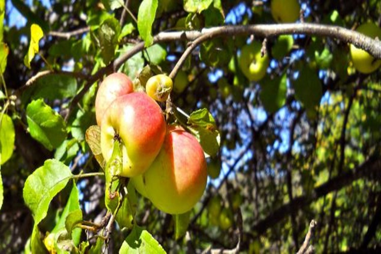 Elma Çiçeği Üretimi Nasıl Yapılır? - Güncel Oku