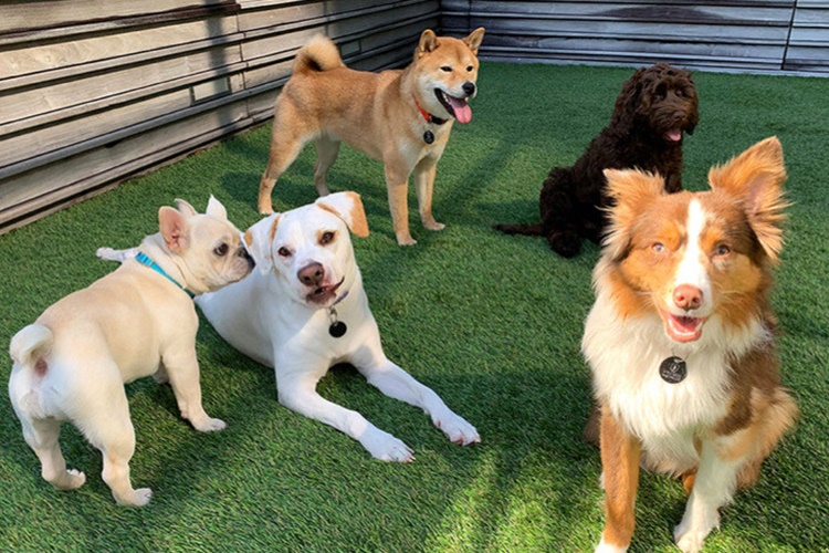 En Akıllı Köpek Cinsi Hangisidir? - Güncel Oku
