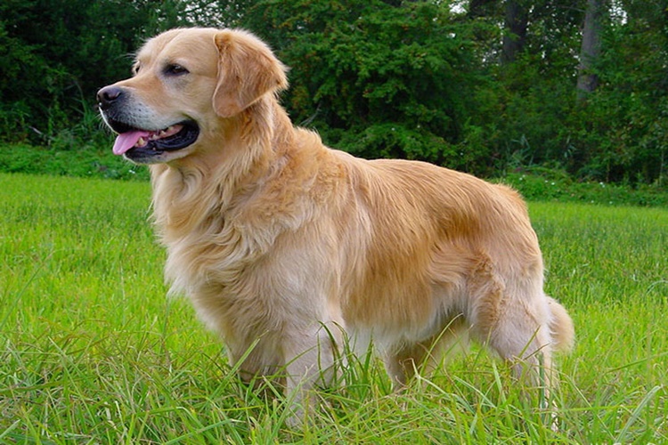 En Sadık Köpek Cinsi Hangisidir? - Güncel Oku