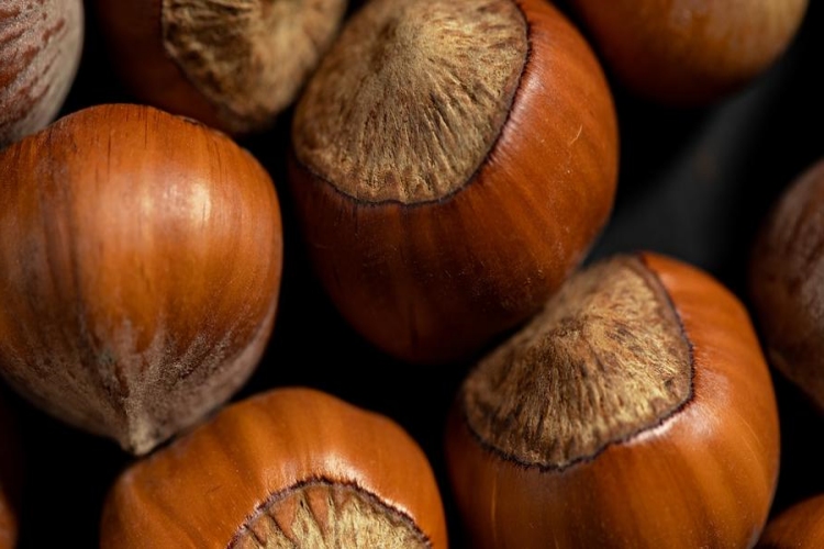 En Verimli Fındık Cinsi Hangisidir? - Güncel Oku