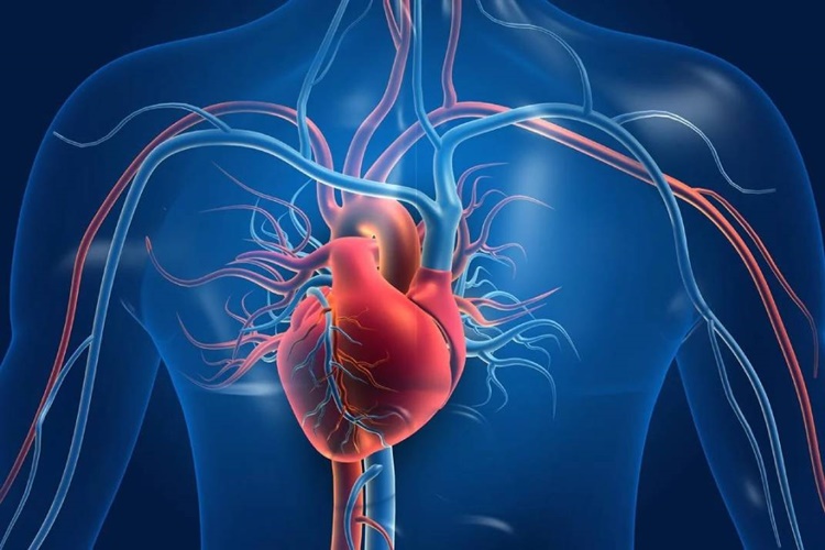 Endokardit Neye Sebep Olur? - Güncel Oku