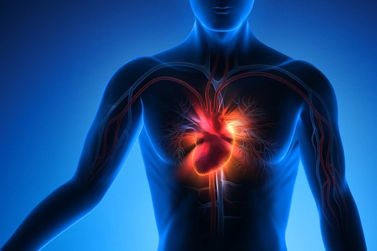 Endokardit Tedavisi Nelerdir? - Güncel Oku