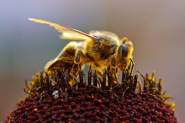 Eşek Arısı Asit Mi Baz Mı? - Güncel Oku