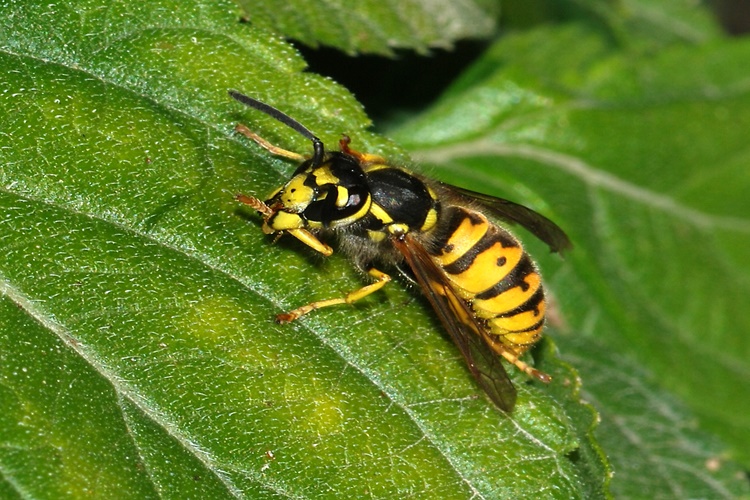 Eşek Arısı Hangi Kokudan Kaçar? - Güncel Oku