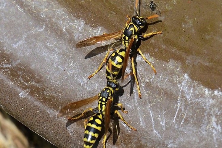 Eşek Arısı Öldürür Mü? - Güncel Oku