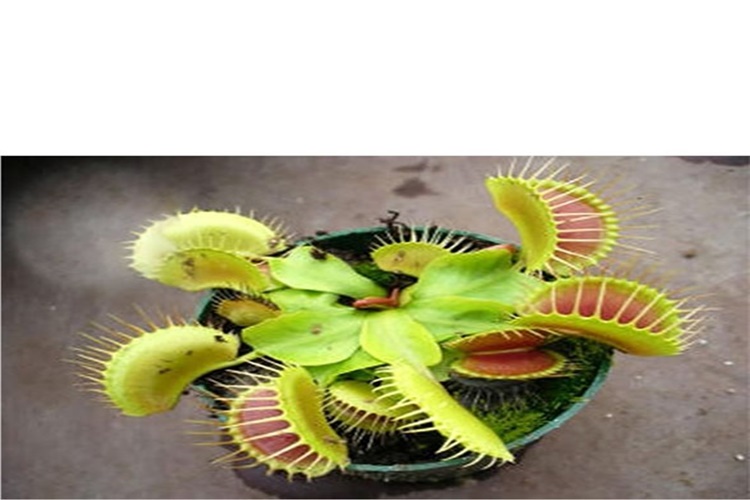 Tesbih Ağacı Yağı Bitkilerde Nasıl Kullanılır? - Güncel Oku