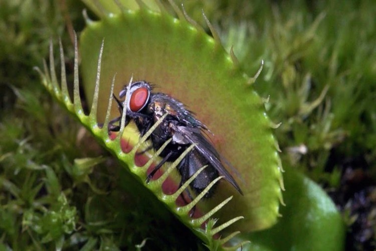 Etobur Bitkiler İnsan Yer Mi? - Güncel Oku