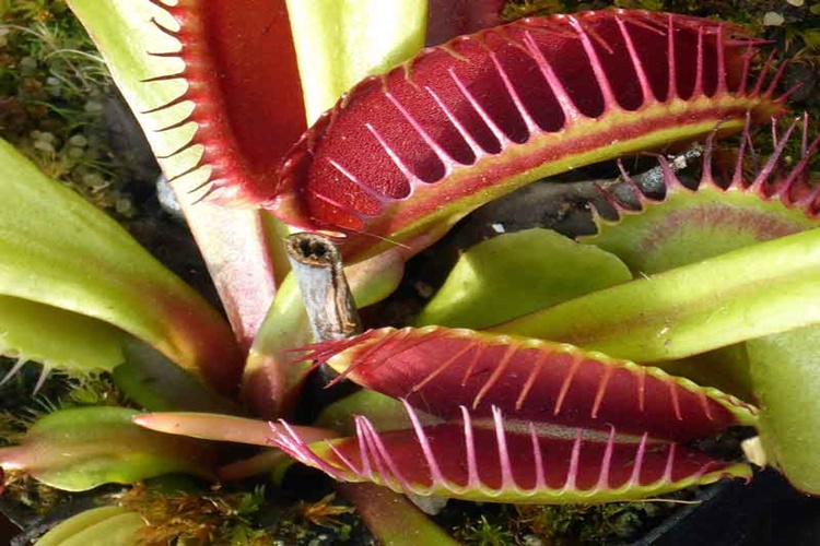 Etobur Bitkiler Nasıl Beslenir? - Güncel Oku