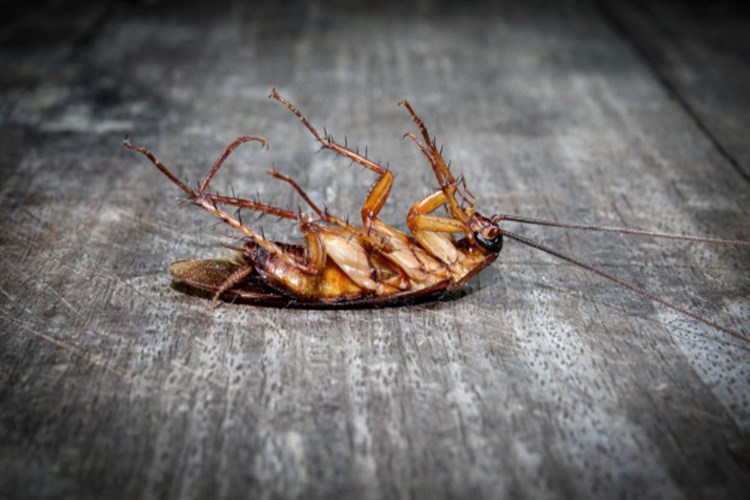 Evde Hamam Böceği Neden Olur? - Güncel Oku