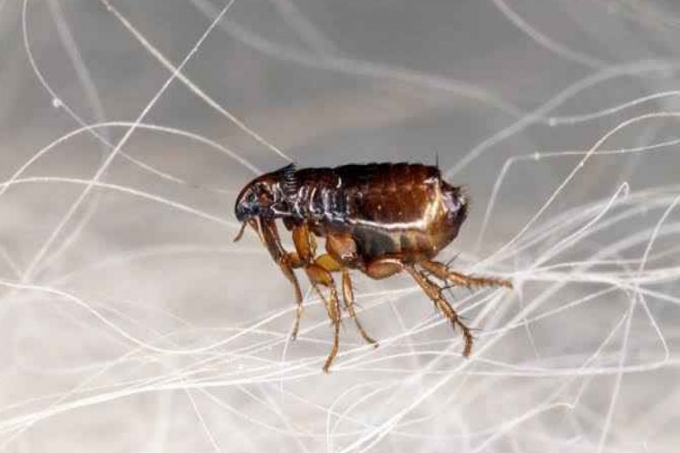 Evde Pire Olduğu Nasıl Anlaşılır? - Güncel Oku