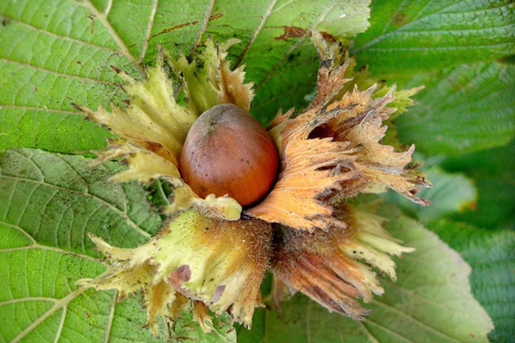 Fındık Ağacı Neden Kurur? - Güncel Oku