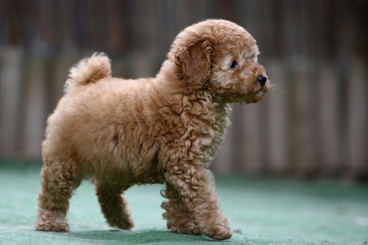 Fino Cinsi Köpek Fiyatı 2023 Ne Kadar? - Güncel Oku