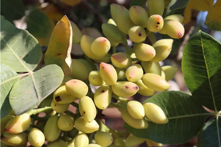 Fıstık Tohumu Nasıl Ekilir? - Güncel Oku