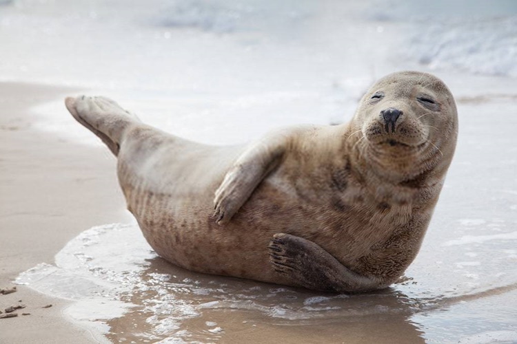 Fok Balığı Doğurur Mu Yumurtlar Mı? - Güncel Oku