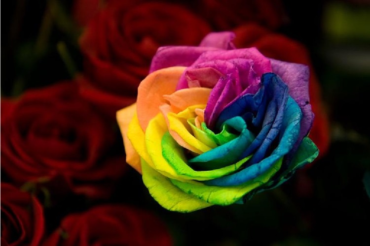 Gökkuşağı Gül Tohumu Kaç Günde Çimlenir? - Güncel Oku