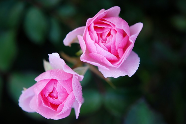 Güller Suda Kaç Gün Yaşar? - Güncel Oku