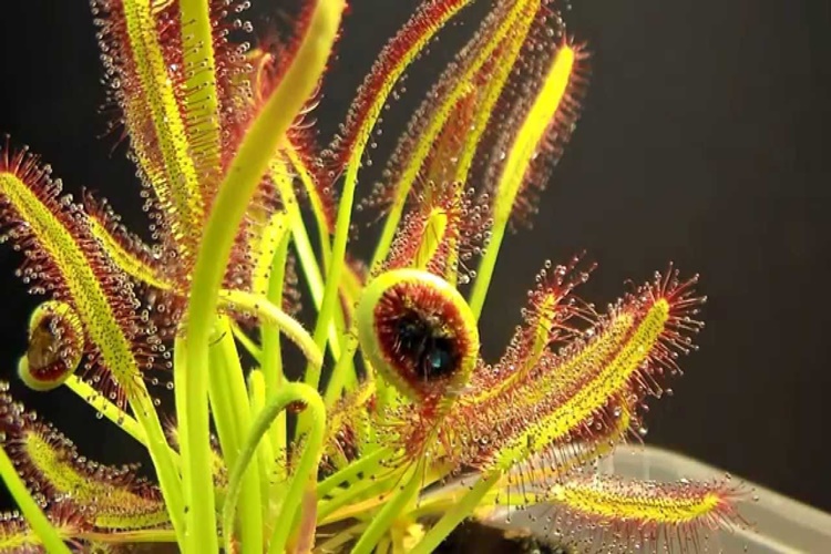Güneşgülü Bitkisi Özellikleri Nelerdir? - Güncel Oku