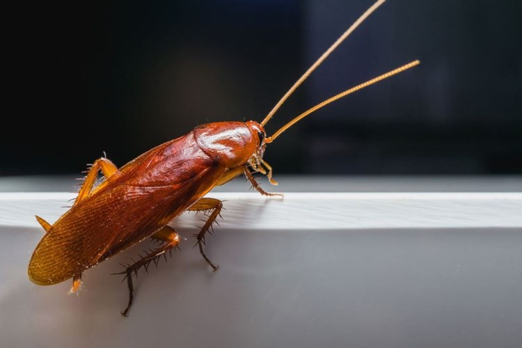 Hamam Böceği Başkalaşım Geçirir Mi? - Güncel Oku