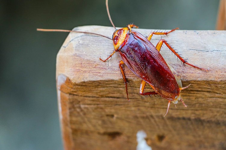 Hamam Böceği Çeşitleri Nelerdir? - Güncel Oku