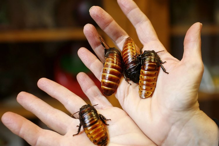 Hamam Böceği Cinsiyeti Nasıl Anlaşılır? - Güncel Oku